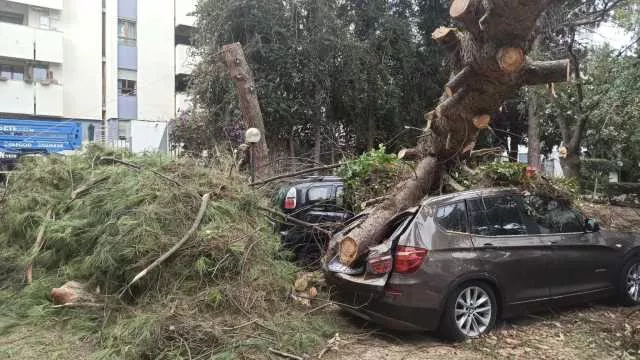 YouTG.NET - Cagliari, grosso pino crolla sulle auto nel cortile di un ... YouTG.NET - Cagliari, grosso pino crolla sulle auto nel cortile di un ...