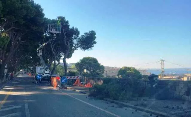YouTG.NET - Cagliari, il taglio degli alberi a Buoncammino finisce in ... YouTG.NET - Cagliari, il taglio degli alberi a Buoncammino finisce in ...