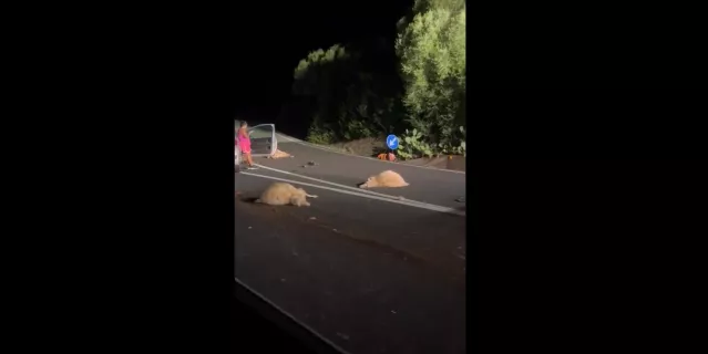 YouTG.NET - Auto contro un gregge: strage di pecore sulla 131 YouTG.NET - Auto contro un gregge: strage di pecore sulla 131