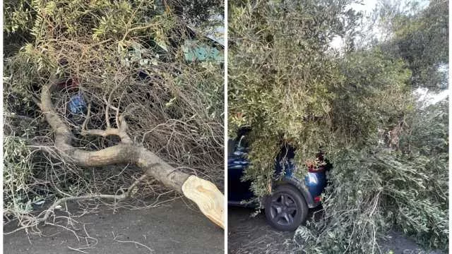 YouTG.NET - Cagliari, albero cade su un'auto in sosta in piazza de Gasperi YouTG.NET - Cagliari, albero cade su un'auto in sosta in piazza de Gasperi